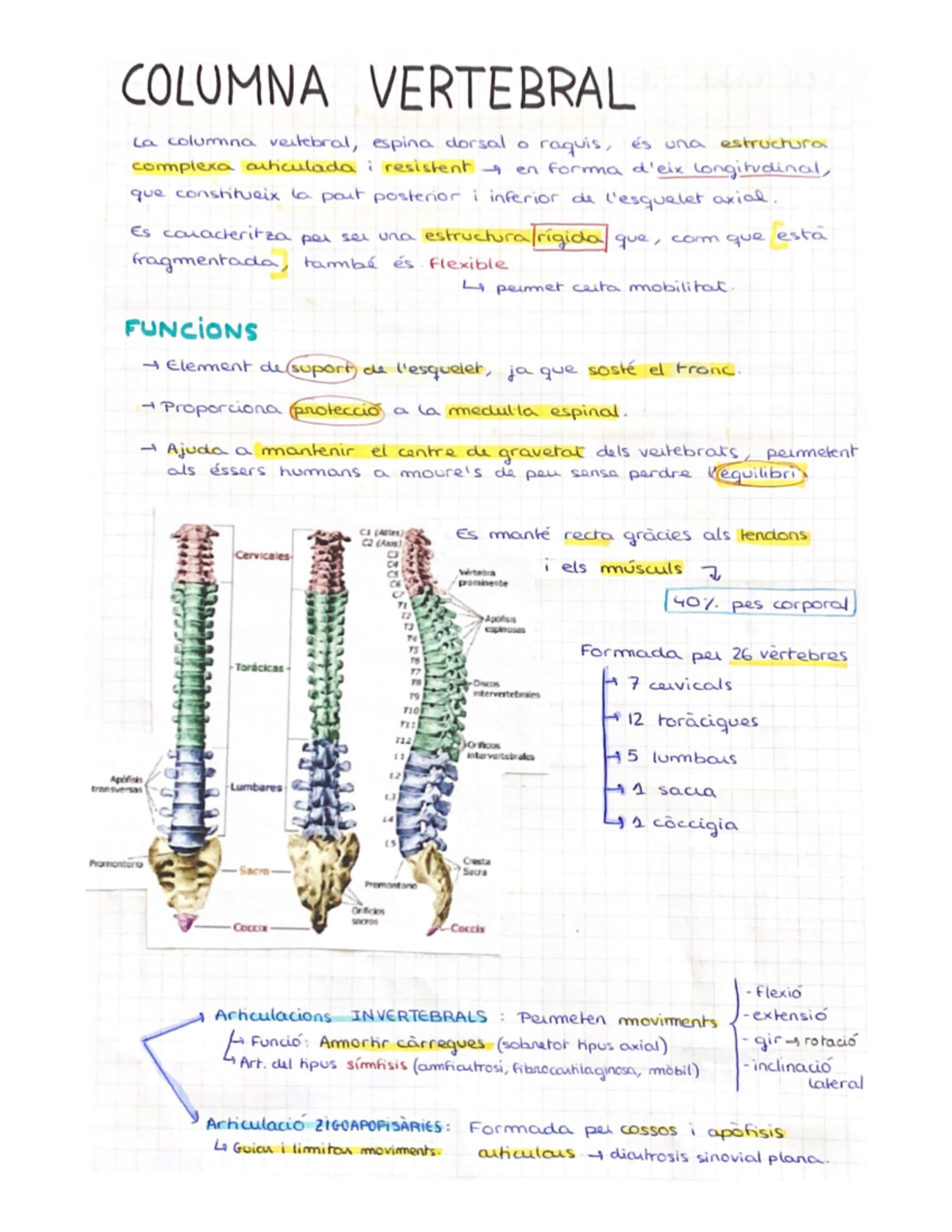 Columna Vertebral - Anatomofisiologia I - Studocu