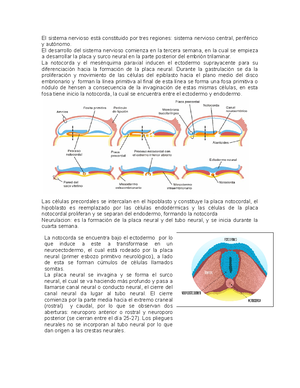 Desarrollo muscular Listo - Desarrollo muscular Todo el sistema ...