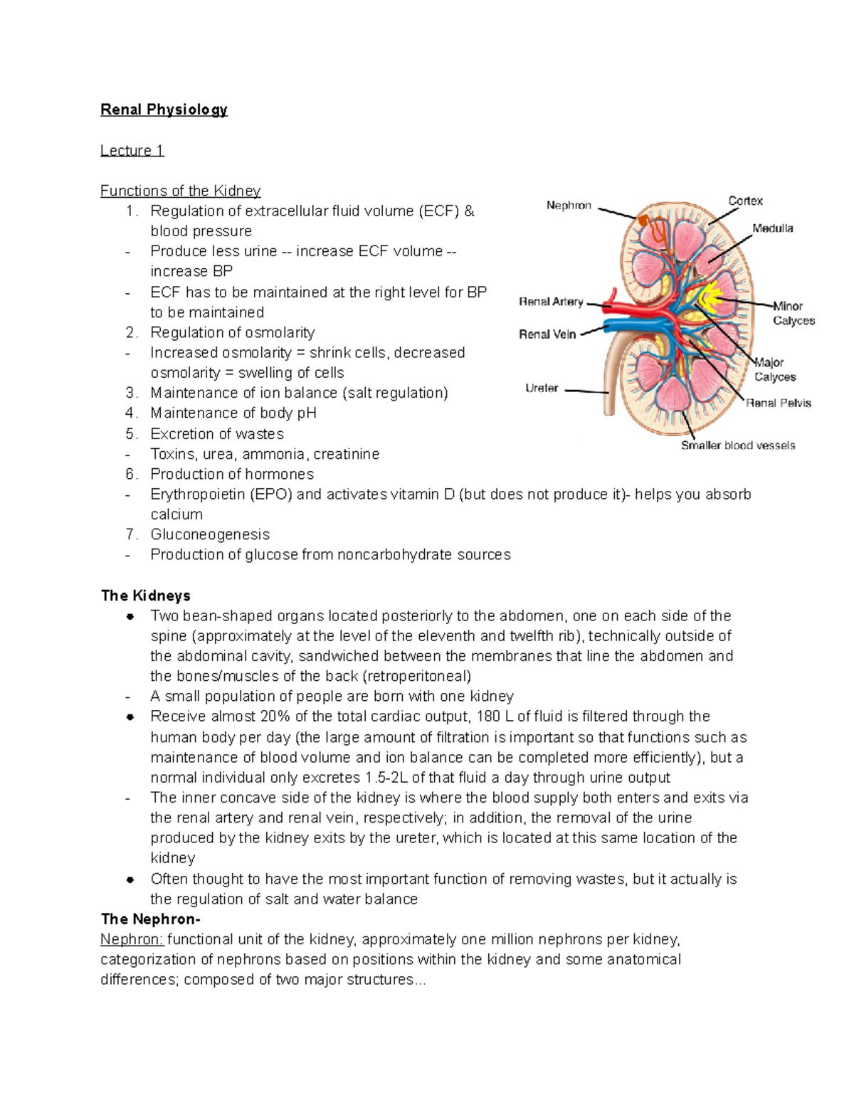 Renal Physiology - dr. beye - Renal Physiology Lecture 1 Functions of ...