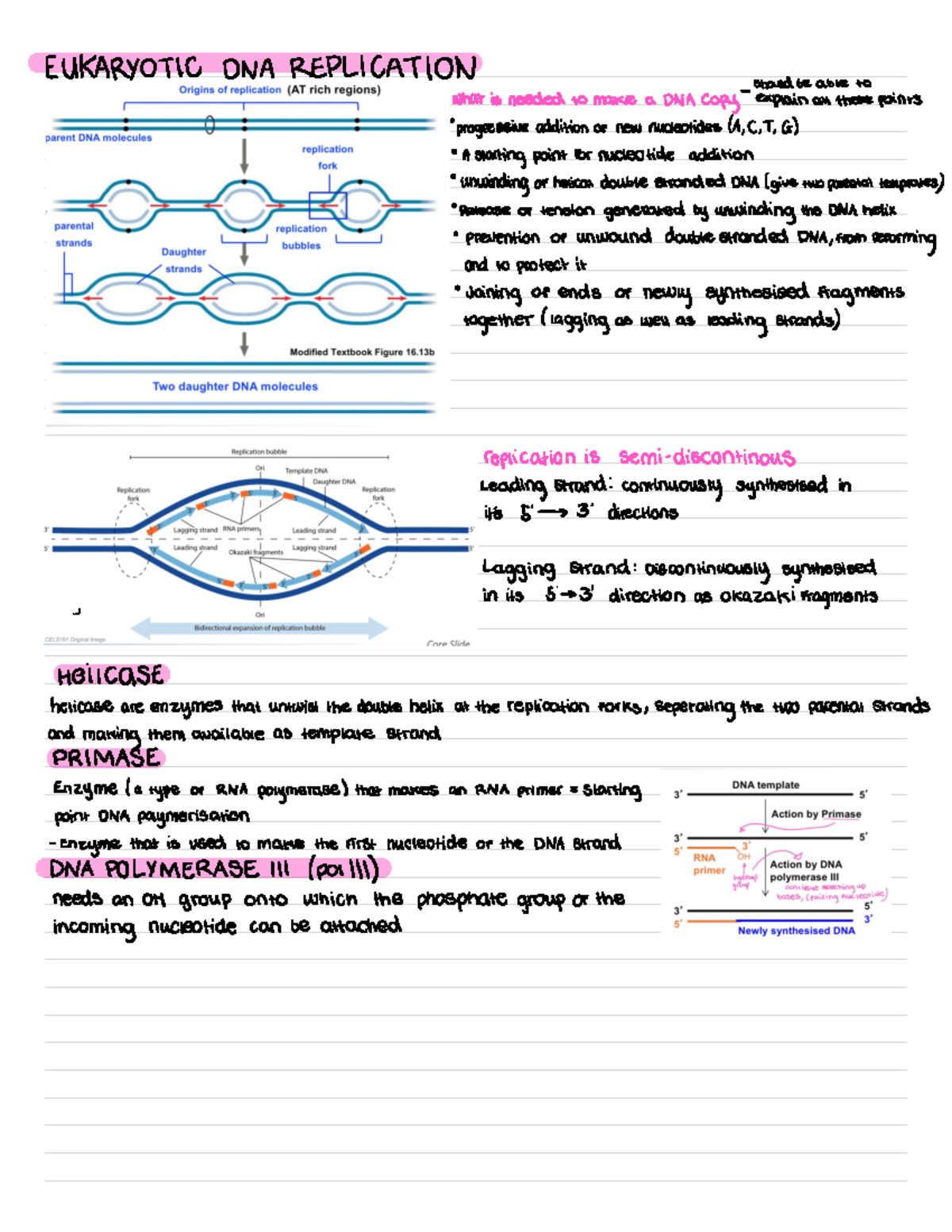 CELS191 - DNA replication, mitosis and translation - EUKARYOTIC DNA ...