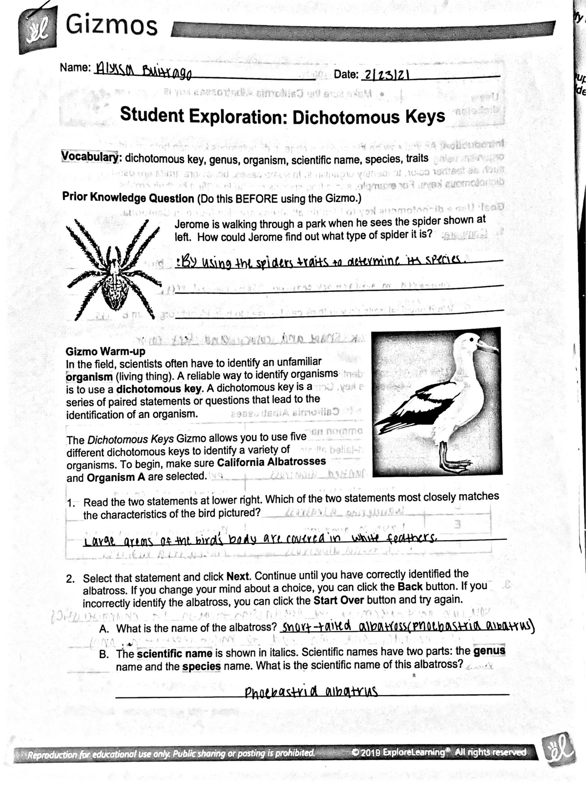 Dichotomous Keys Gizmo - BSC 2011 - FIU - Studocu