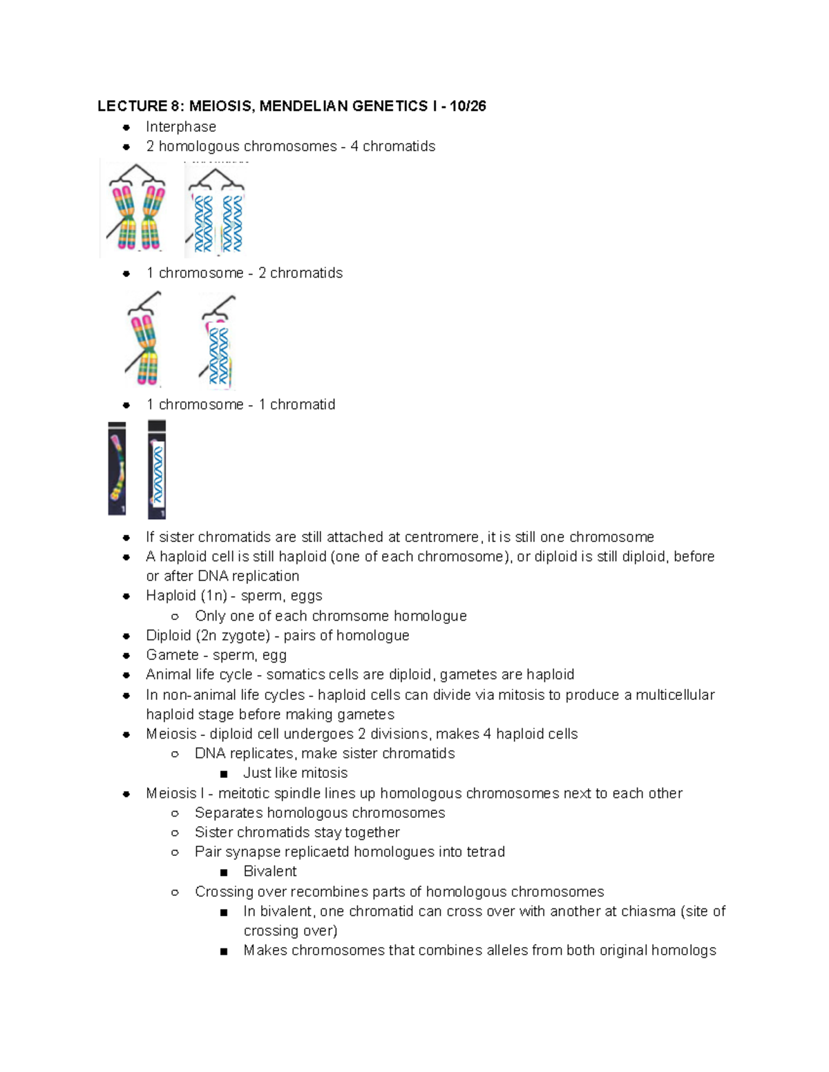Notes 3 - LECTURE 8: MEIOSIS, MENDELIAN GENETICS I - 10/ Interphase 2 ...