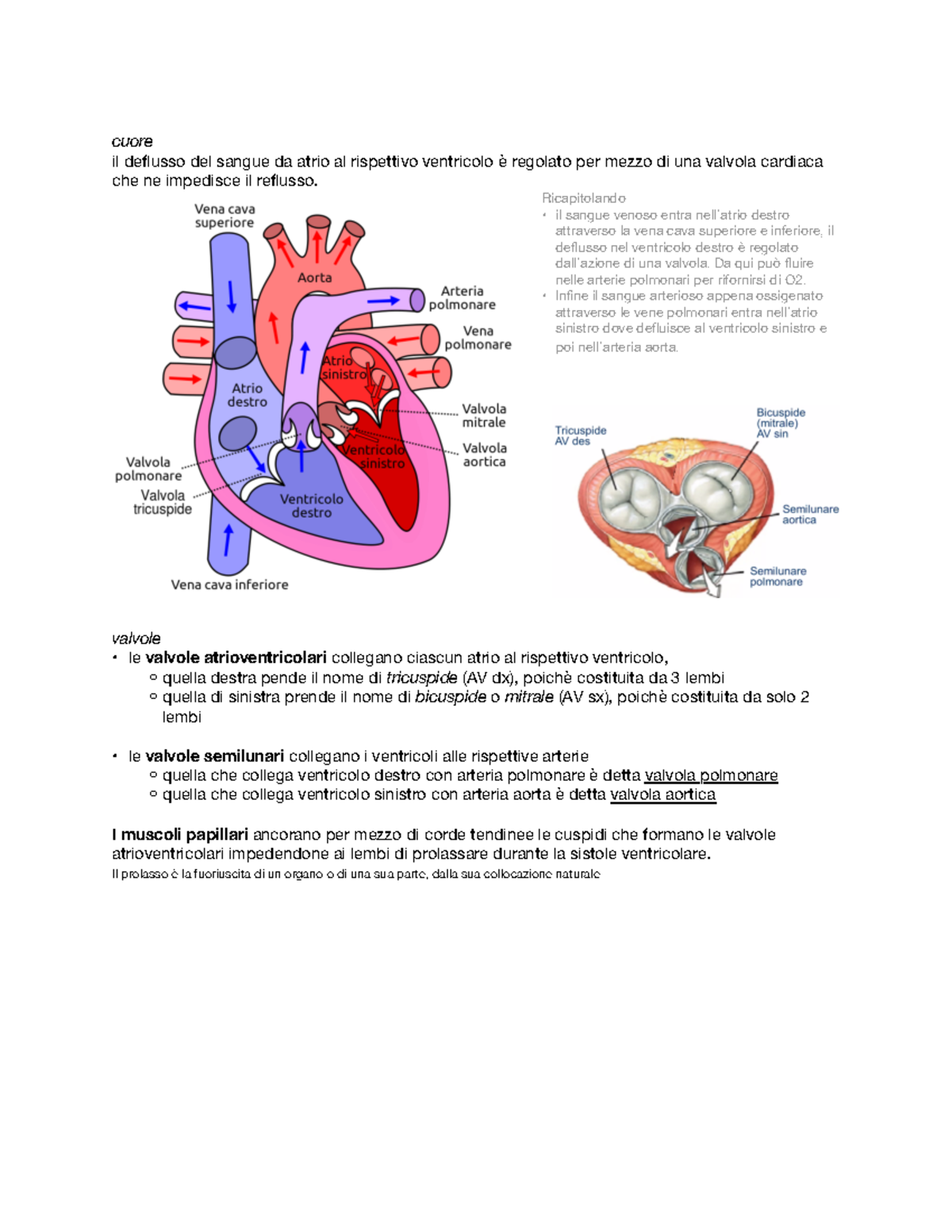 cuore, anatomia - cuore il deflusso del sangue da atrio al rispettivo ...
