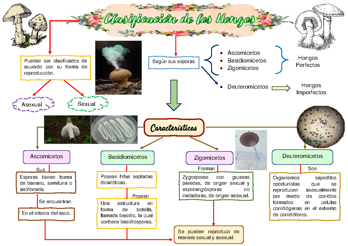 Tarea 3 Clasificación de los hongos - Ascomicetos CaracterÌsticas ...