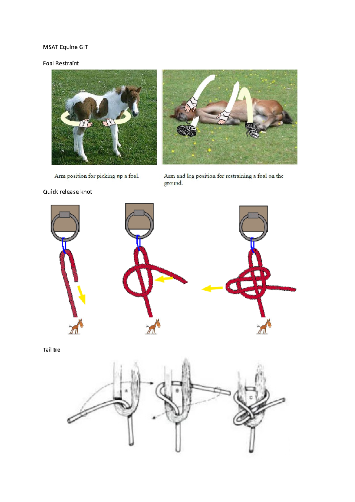 MSAT Equine GIT Semester 1 - TV4001:12 - JCU - Studocu