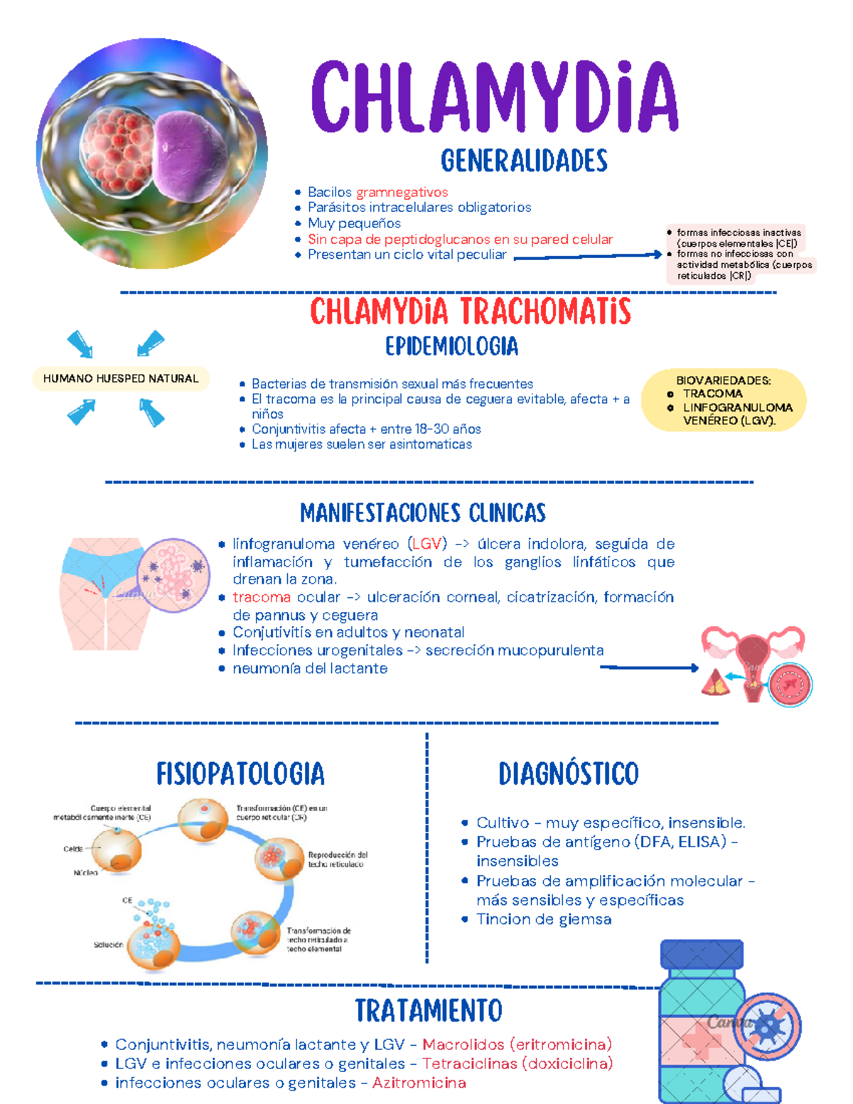 Resumen Chlamydia - ####### HUMANO HUESPED NATURAL BIOVARIEDADES ...
