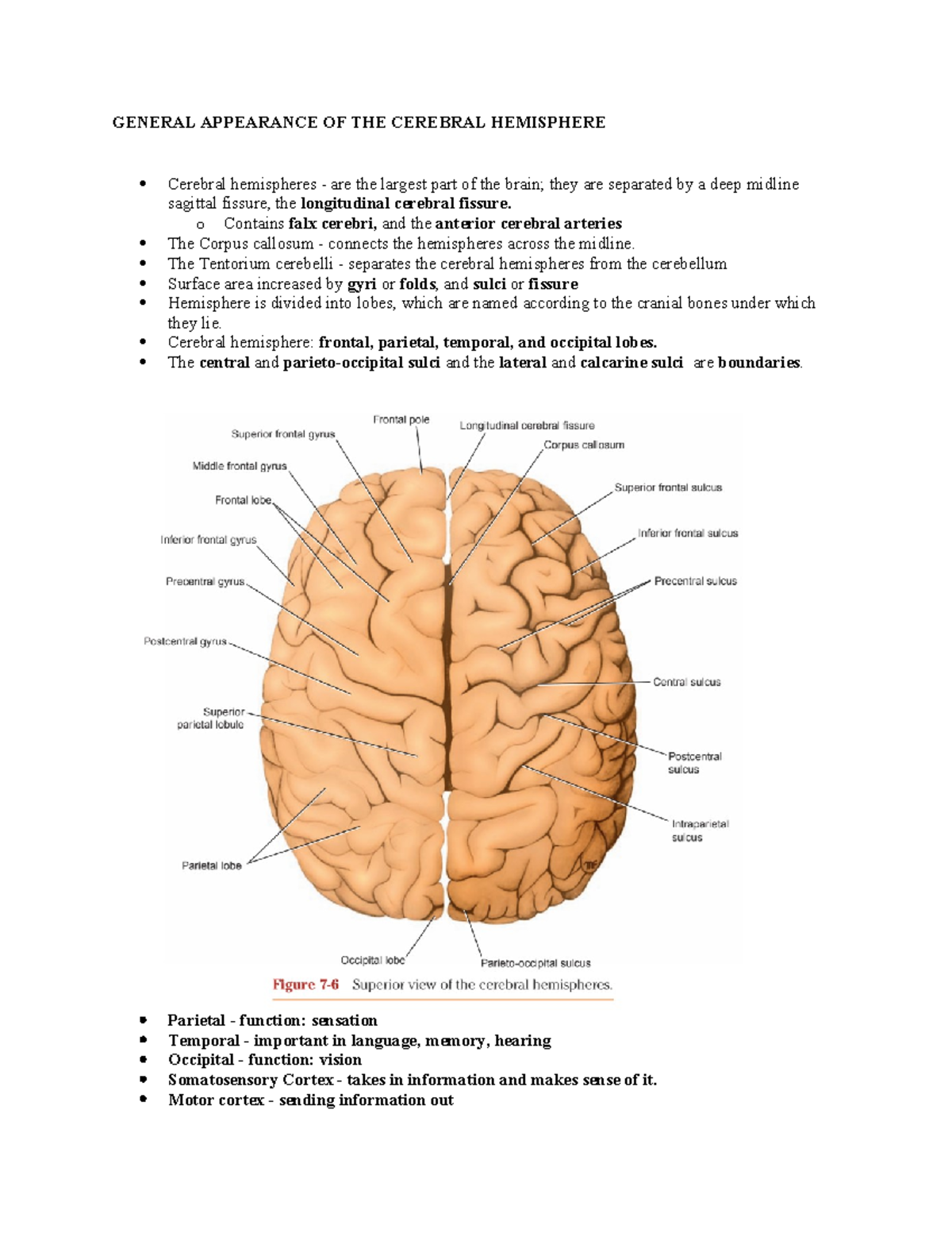 SGD3- Reyes - yes - GENERAL APPEARANCE OF THE CEREBRAL HEMISPHERE ...