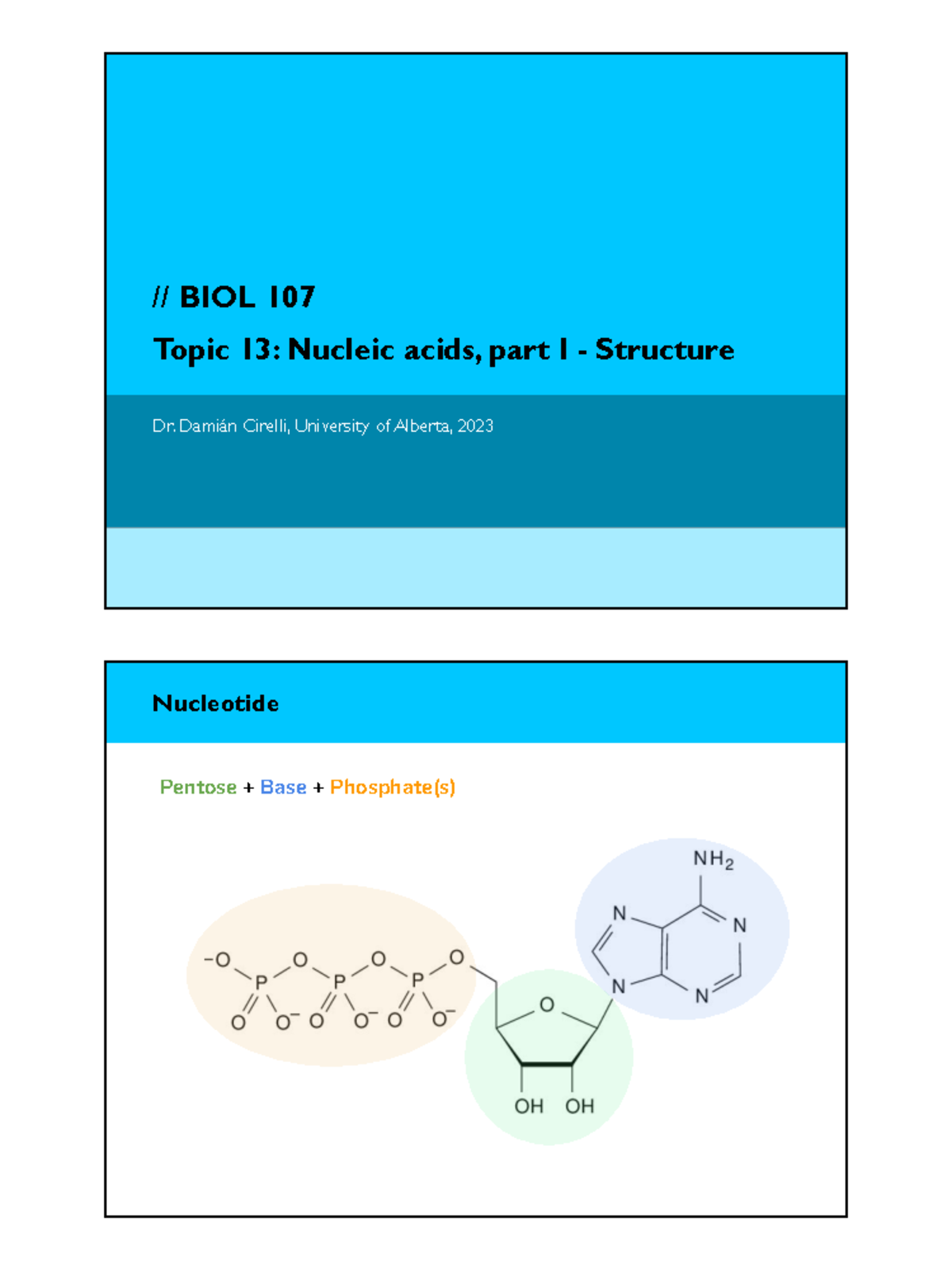 13.1 - Nucleic acids structure - ####### Dr. Damián Cirelli, University ...