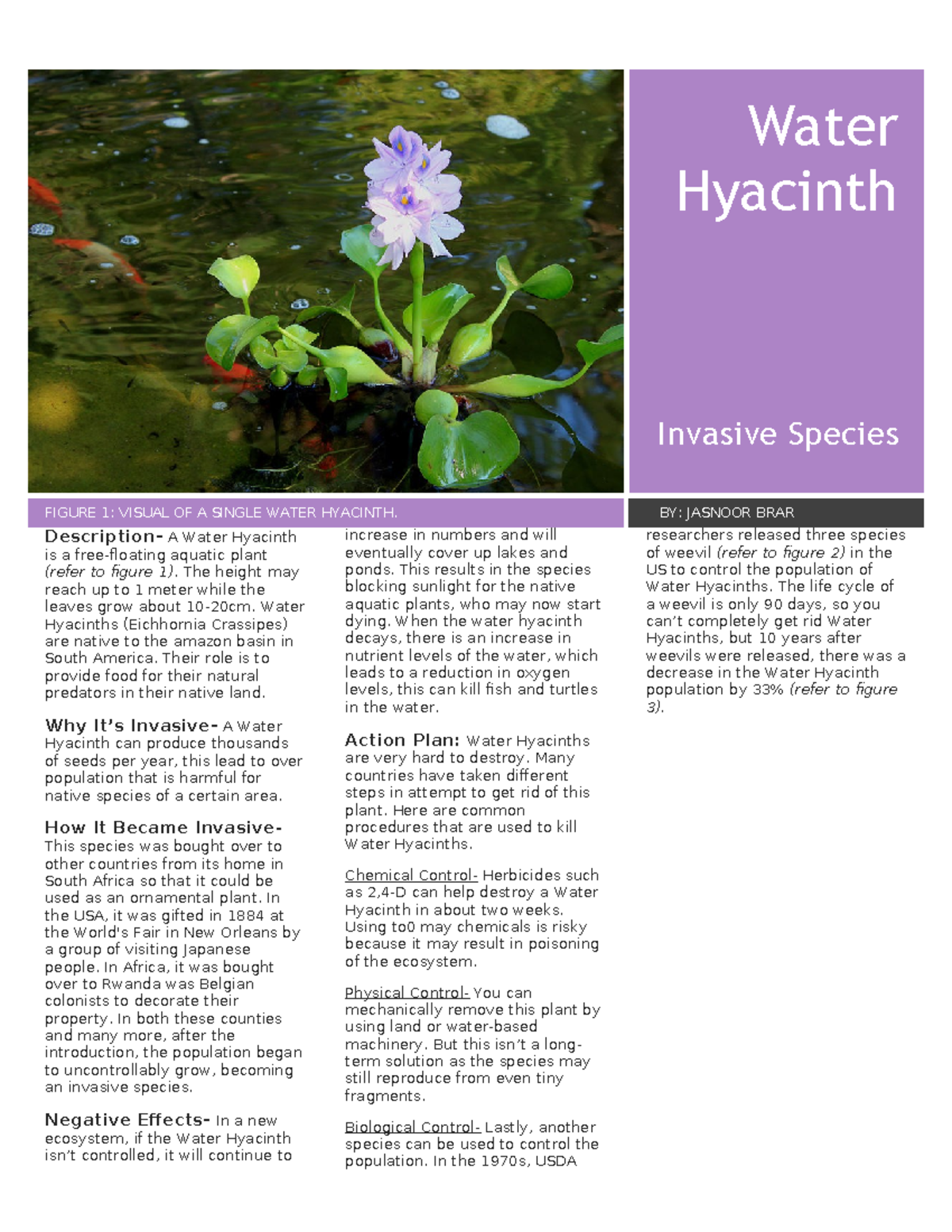 Water Hyacinth - Water Hyacinth Invasive Species FIGURE 1: VISUAL OF A ...