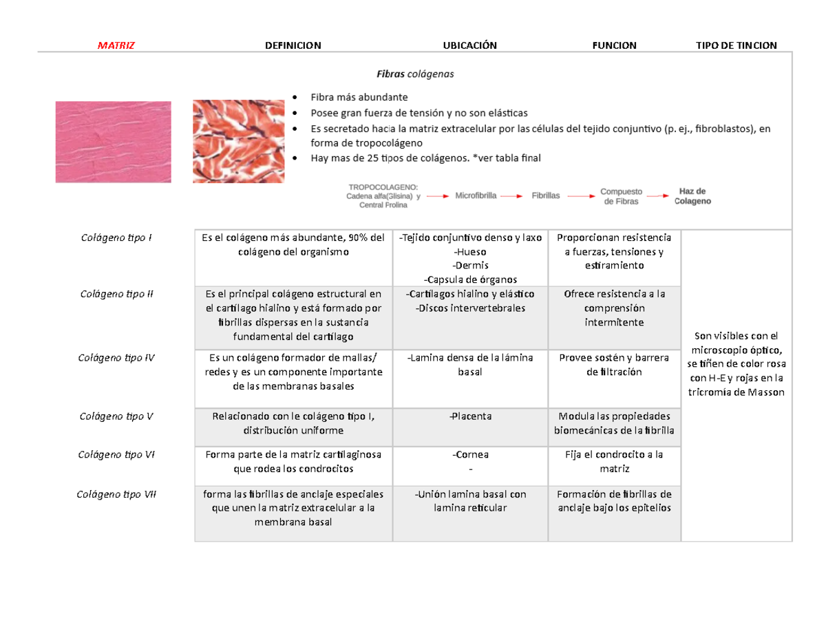 Tejido Conectivo Biologia Tisular - MATRIZ DEFINICION UBICACIÓN FUNCION ...