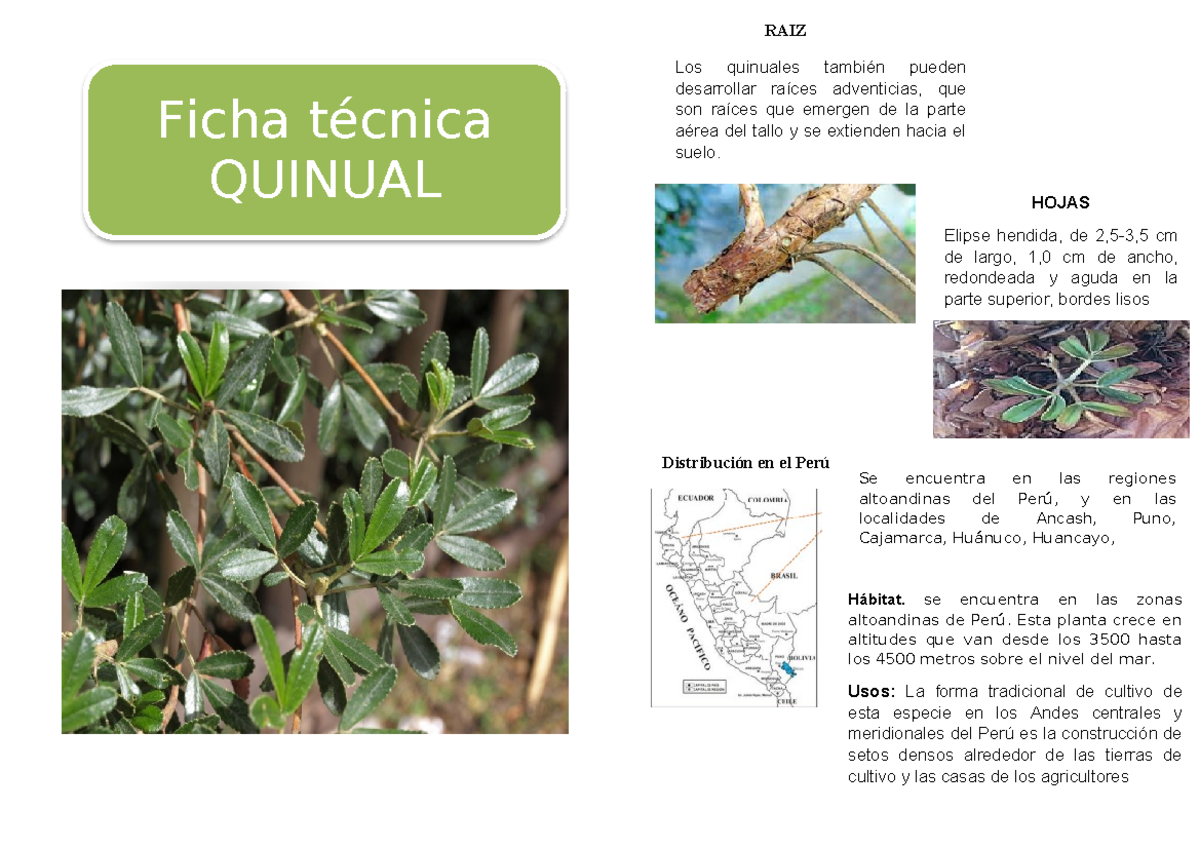 Ficha Tecnica Quinual - botanica - HOJAS Elipse hendida, de 2,5-3,5 cm ...