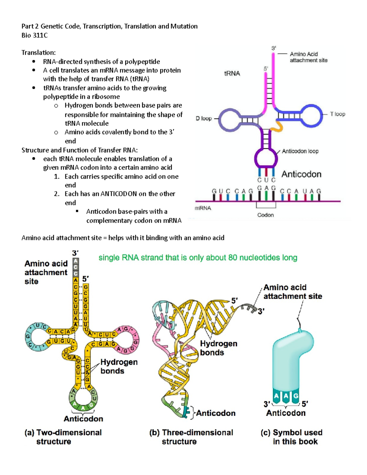 Part 2 Genetic Code, Transcription, Translation, and Mutation - Each carries specific amino acid ...