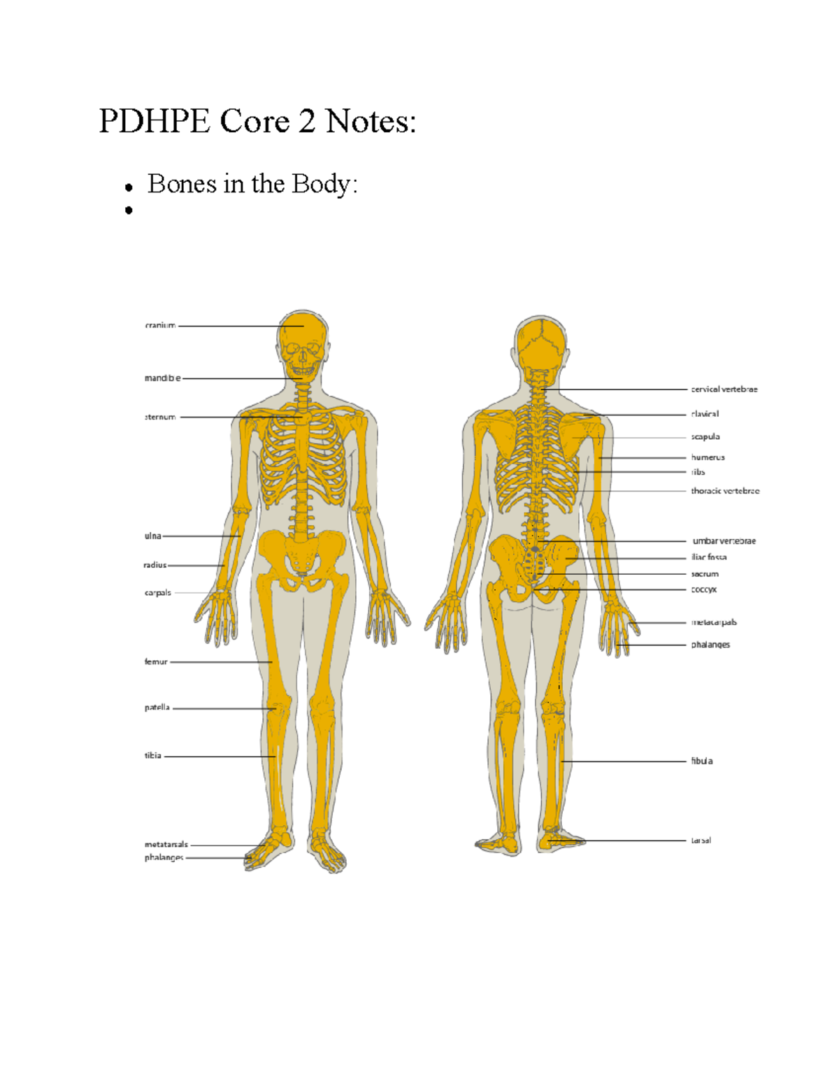 Team Pdhpe Notes - PDHPE Core 2 Notes: Bones in the Body: Body in ...