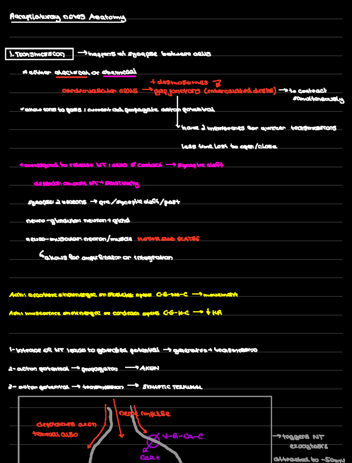 Anatomy and Physiology - ANS CNS - Review Sheet - Recapilatoray notes ...