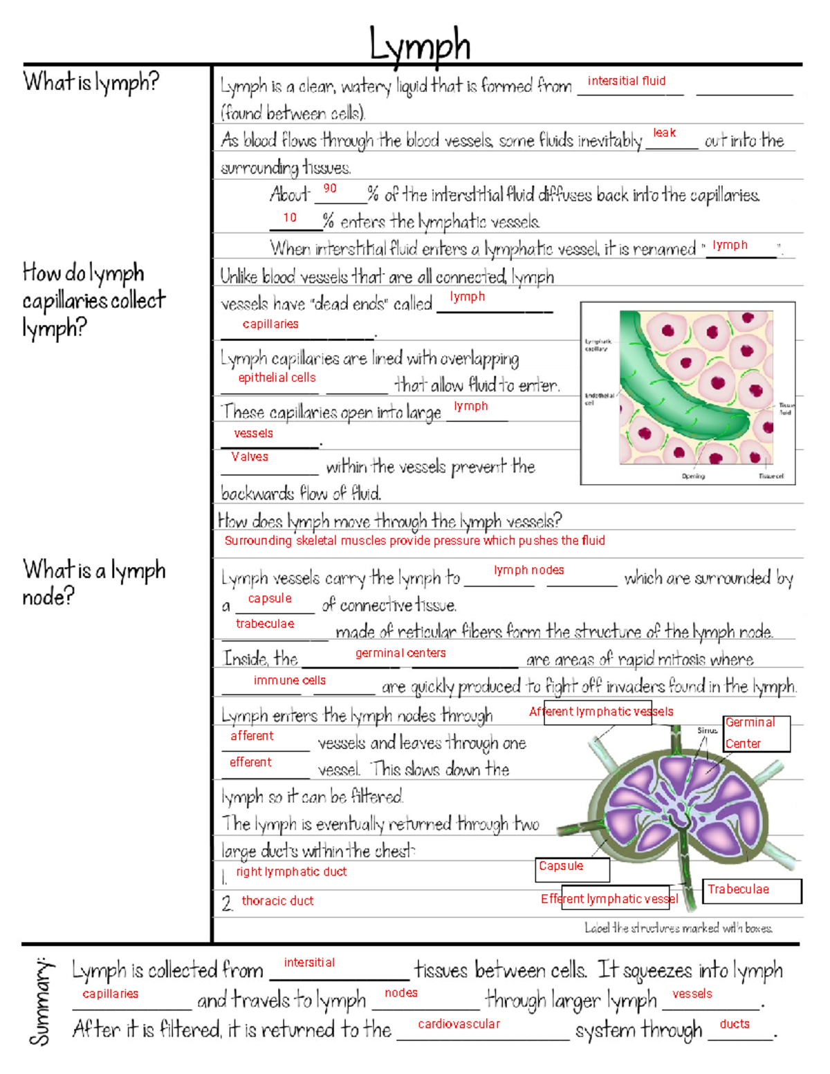 Kami Export - Brekyn Knowles - Lymph vessels student notes - Studocu