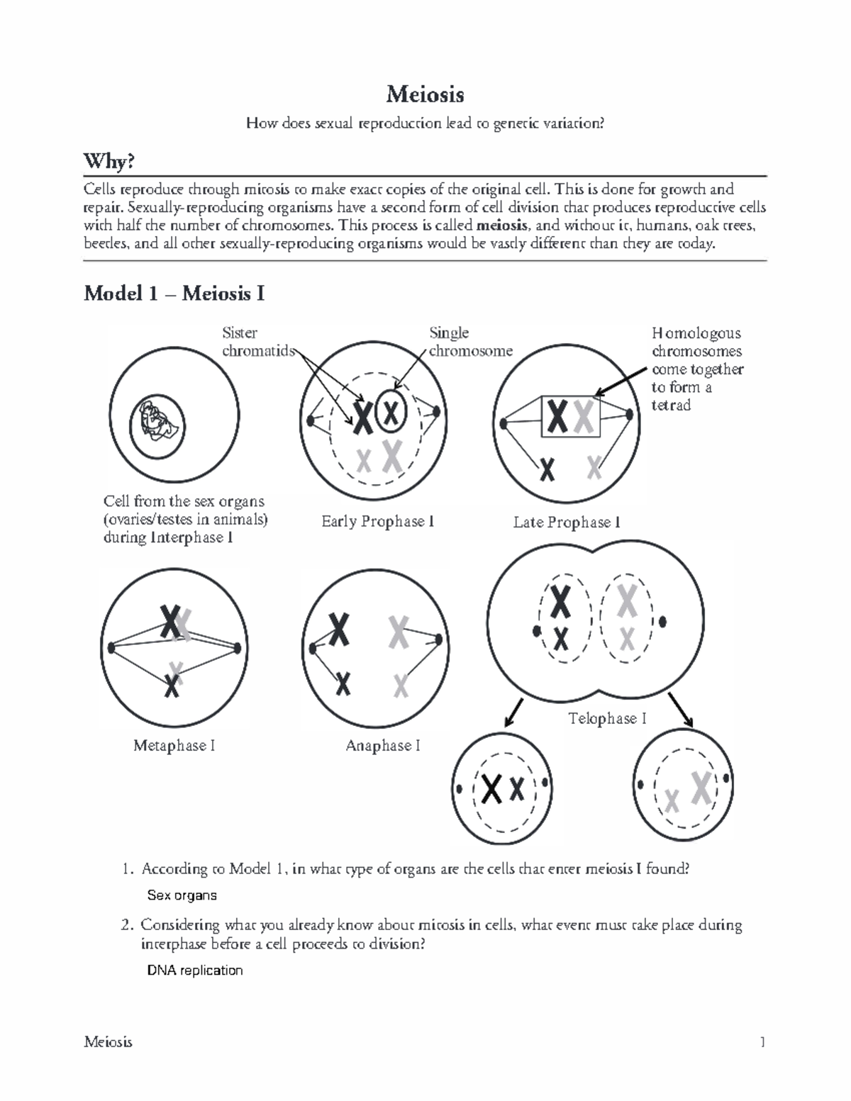 Meiosis Pogil Student Fa2022 copy - Meiosis How does sexual ...