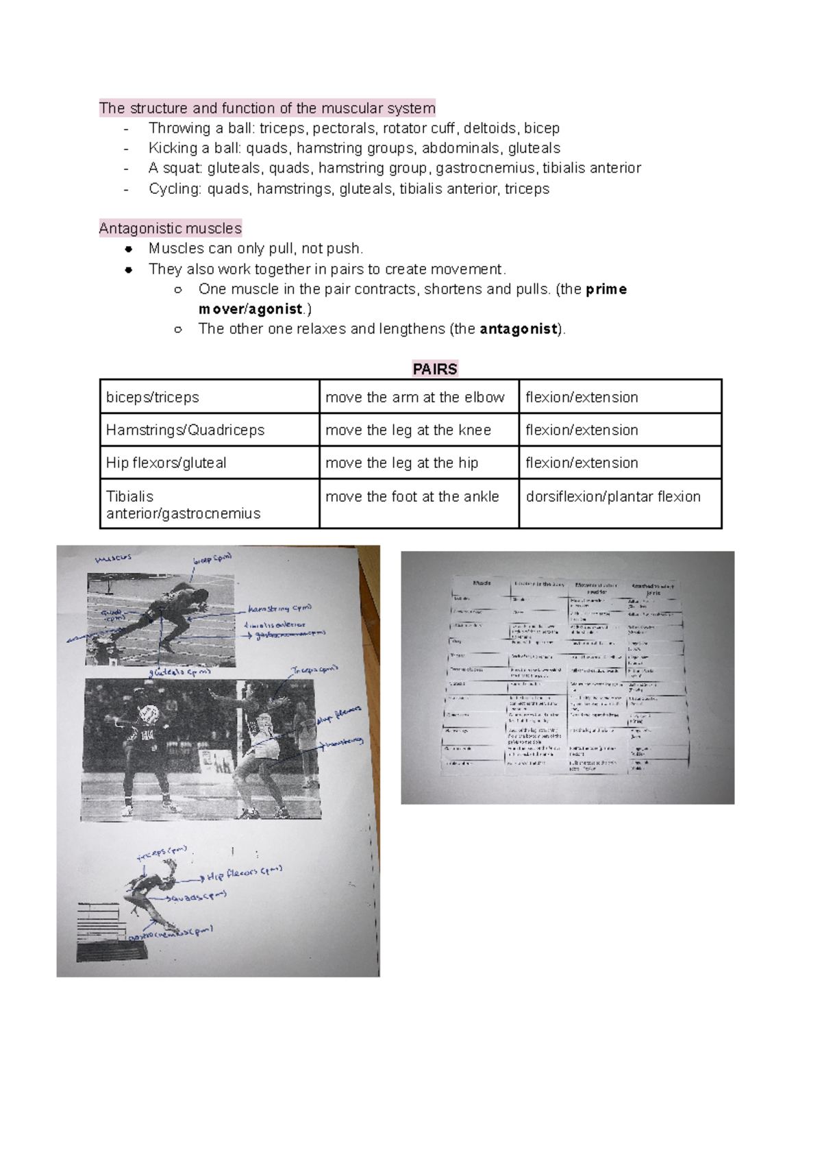 PE isotonic:metric contrctions and agonist:ntagonistic muscles - The ...