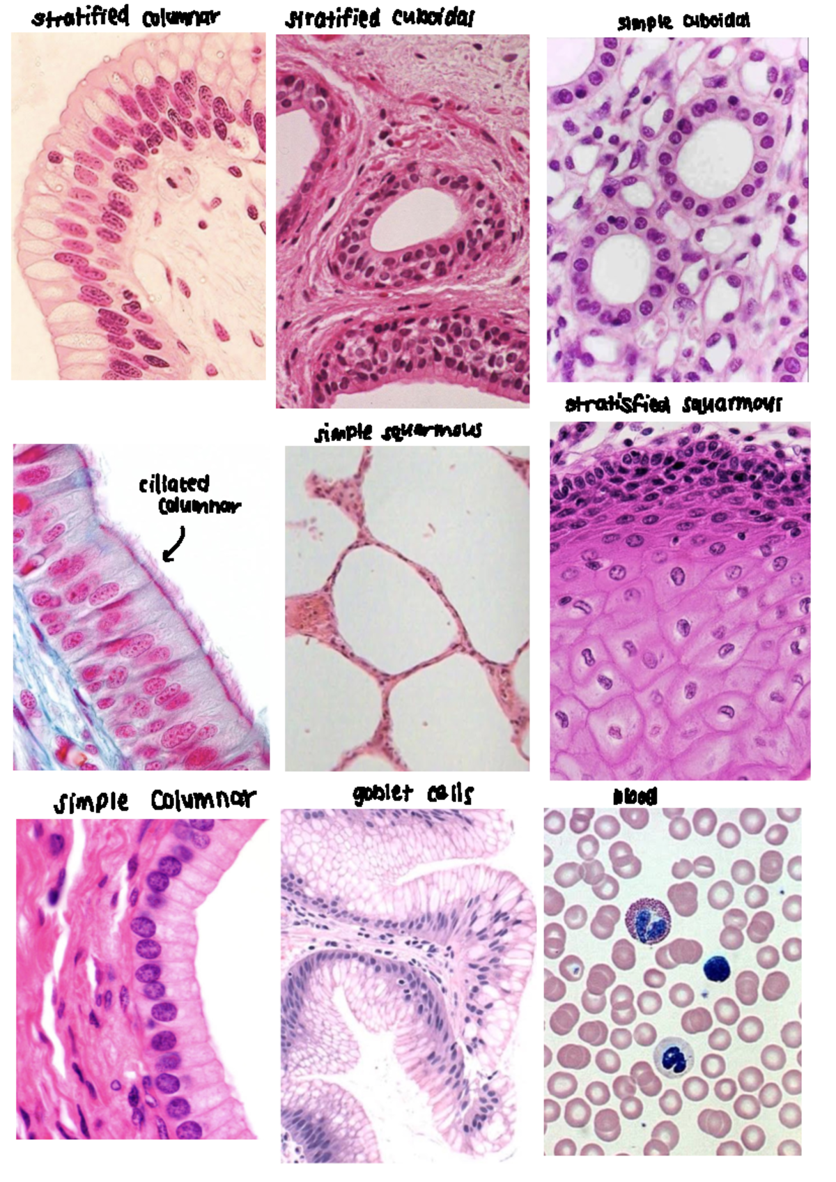 Animal Tissues and support structures - . 8 I - A - E · · E ...