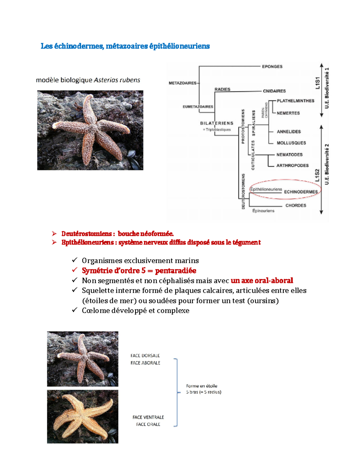 5- Les échinodermes, métazoaires épithélioneuriens - Les échinodermes, métazoaires ...