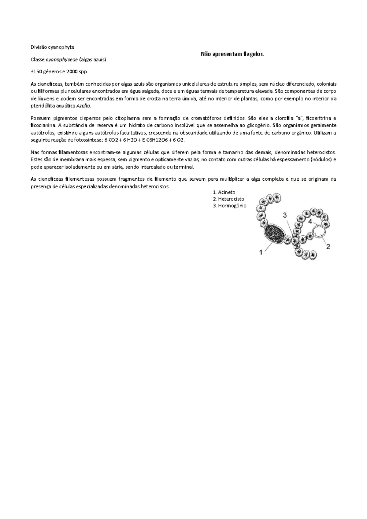 Divisão Cyanophyta. - cyanophyta Classe cyanophyceae (algas azuis ...