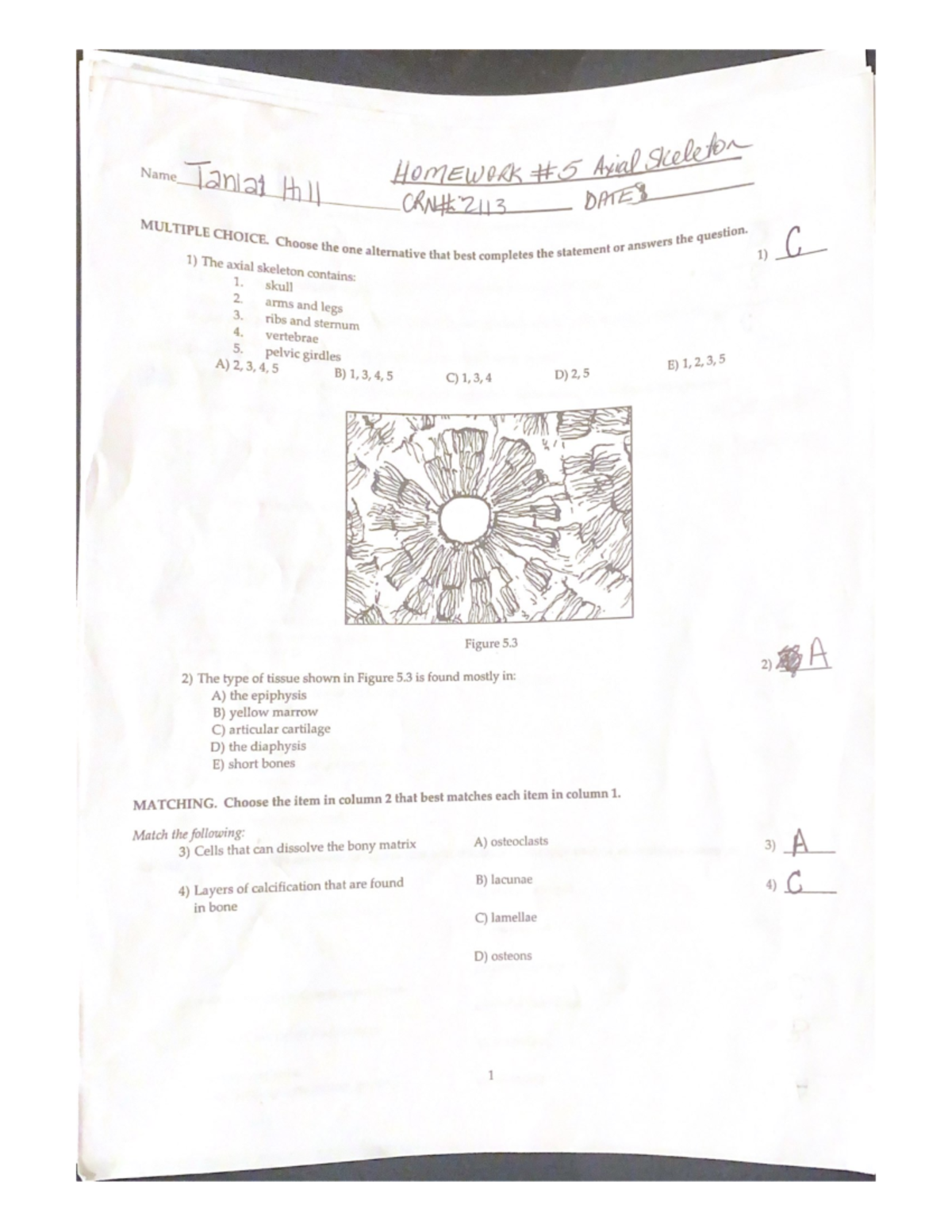 Hw5 - am&p chapter 5 hw - Name Tania1 Hill HOMEWORK 5 Axial skeleton ...