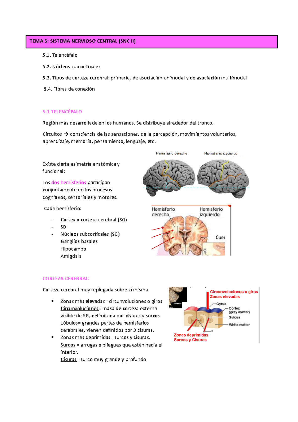 Tema 5 - bio tema 5 - Telencéfalo Núcleos subcorticales Tipos de ...