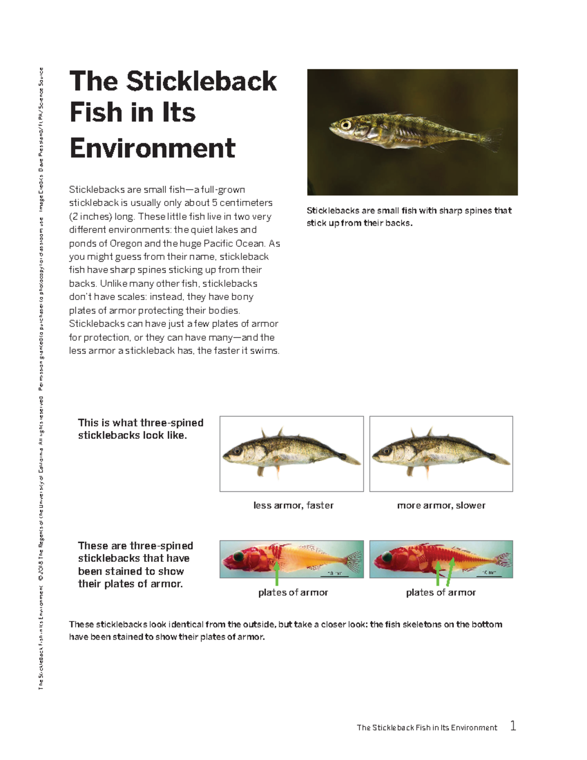 Malachi Tran - Article NS 4.1 The Stickleback Fish In Its Environment ...