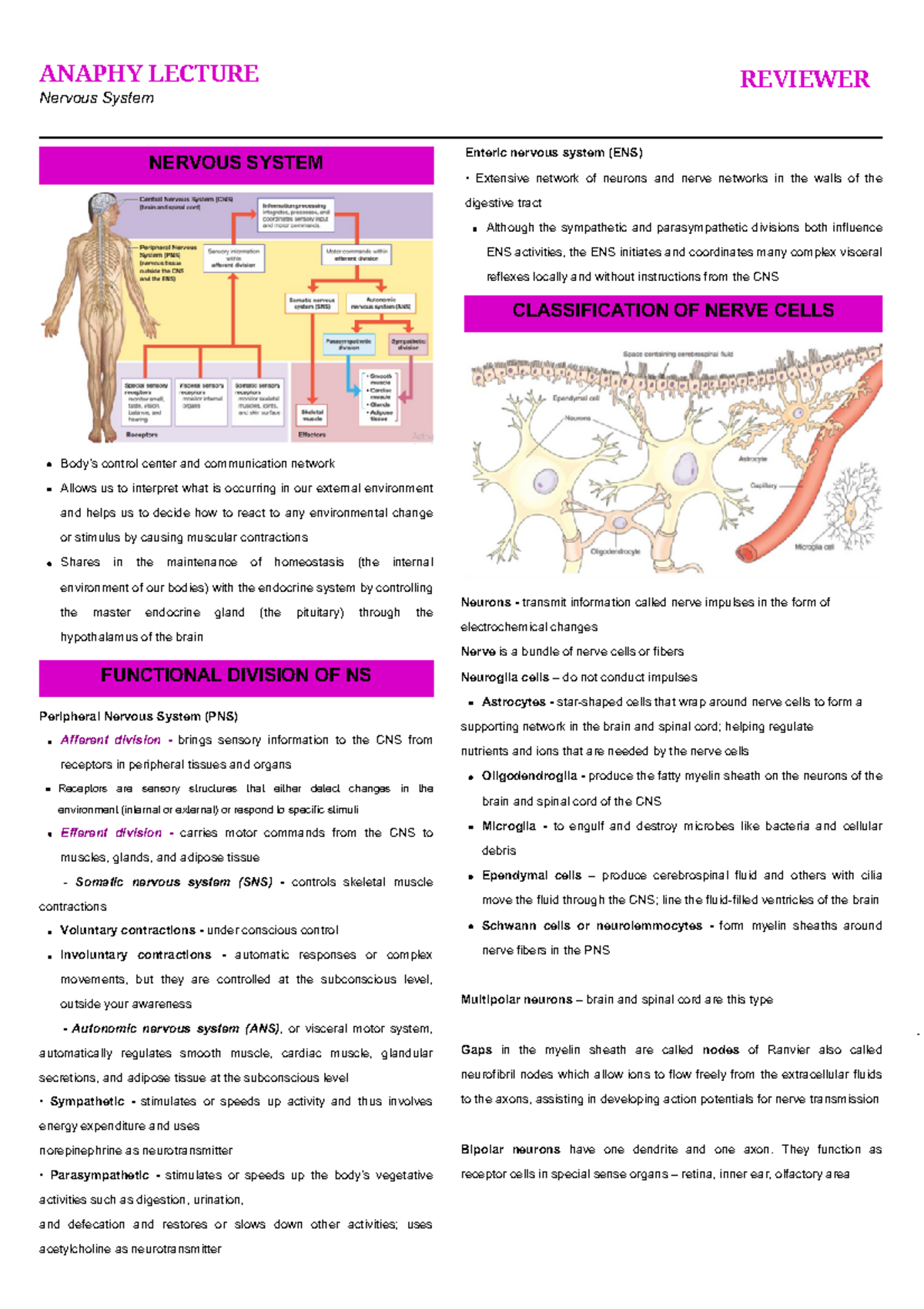 Anaphy LEC - Nervous System - NERVOUS SYSTEM FUNCTIONAL DIVISION OF NS ...