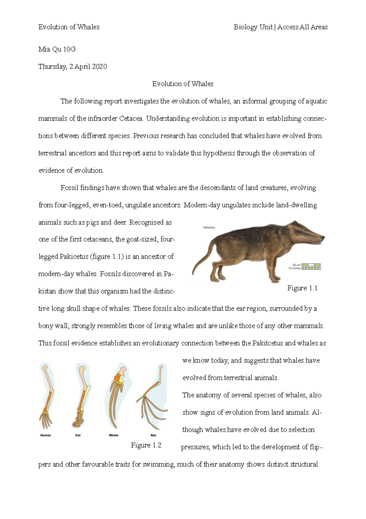 Evolution Report - Evolution of Whales Biology Unit | Access All Areas ...