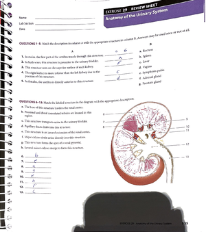 Chapter 22 - Lab assignment completed - Exercise 22 Review Sheet ...