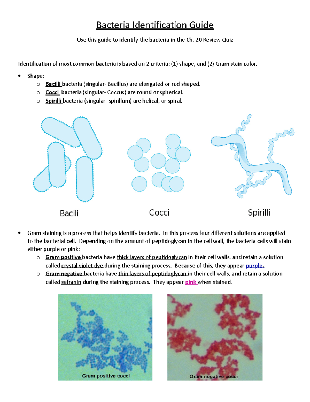 Bacteria Identification Guide - 20 Review Quiz Identification of most ...