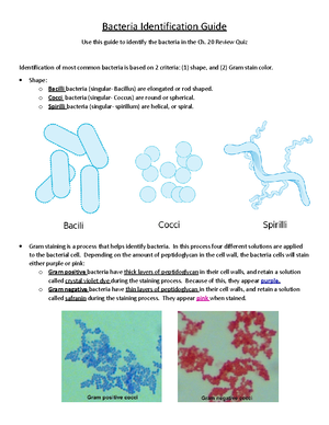 Lab 11 Protists Virtual - Lab 11: Protists - Virtual Lab Name of ...