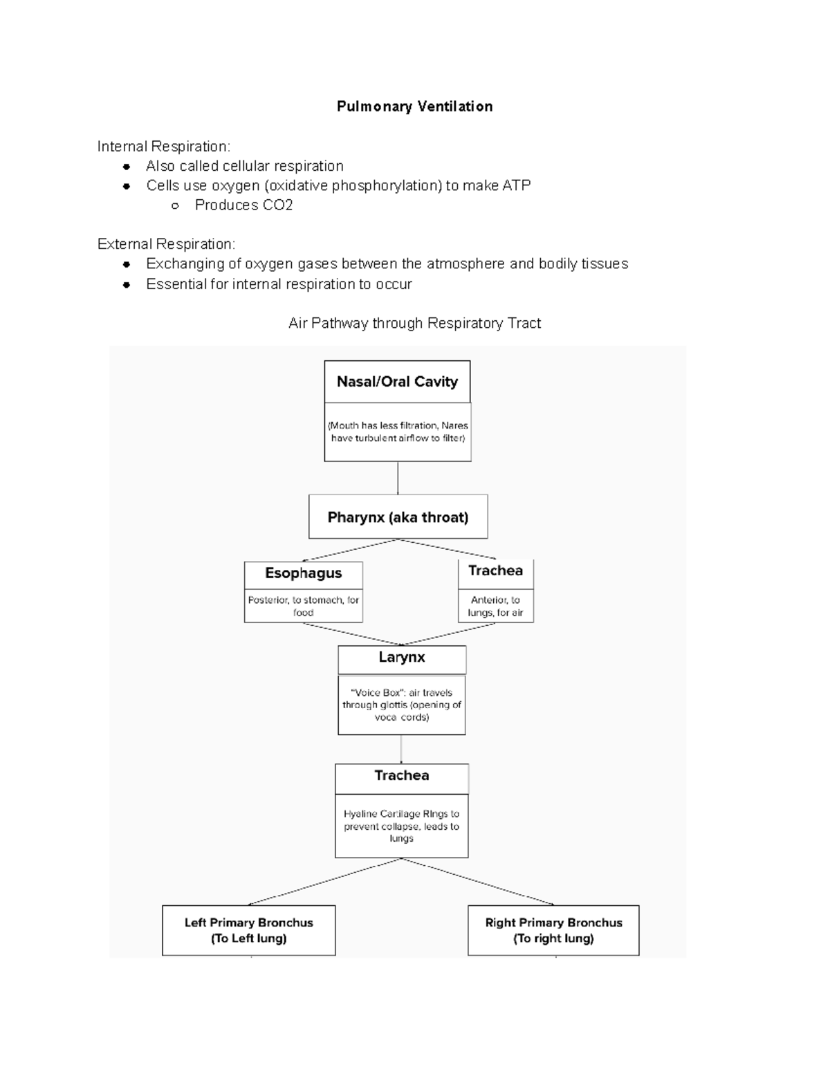 APK2104C Exam 4 Notes - Physiology learning objectives from class ...