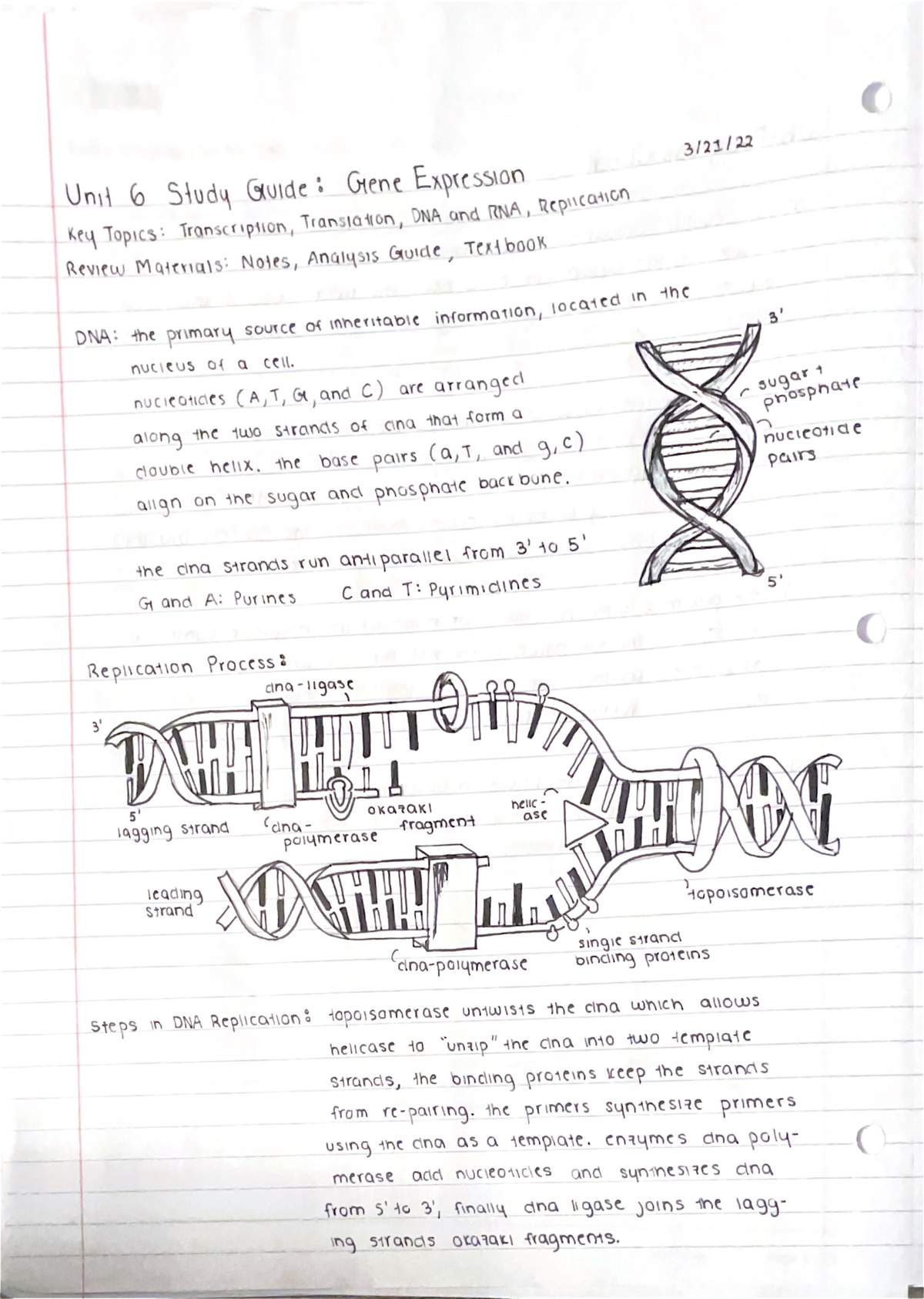 Gene Expression and Regulation Study Guide - BIO 111 - Studocu