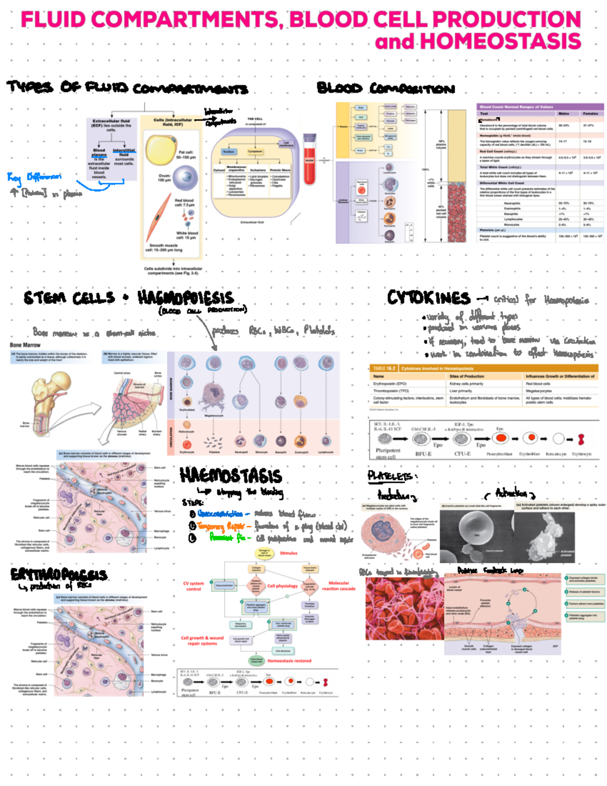 13. Blood - Lecture notes 13 - TYPES OF FLUID BLOOD COMPARTMENTS ...