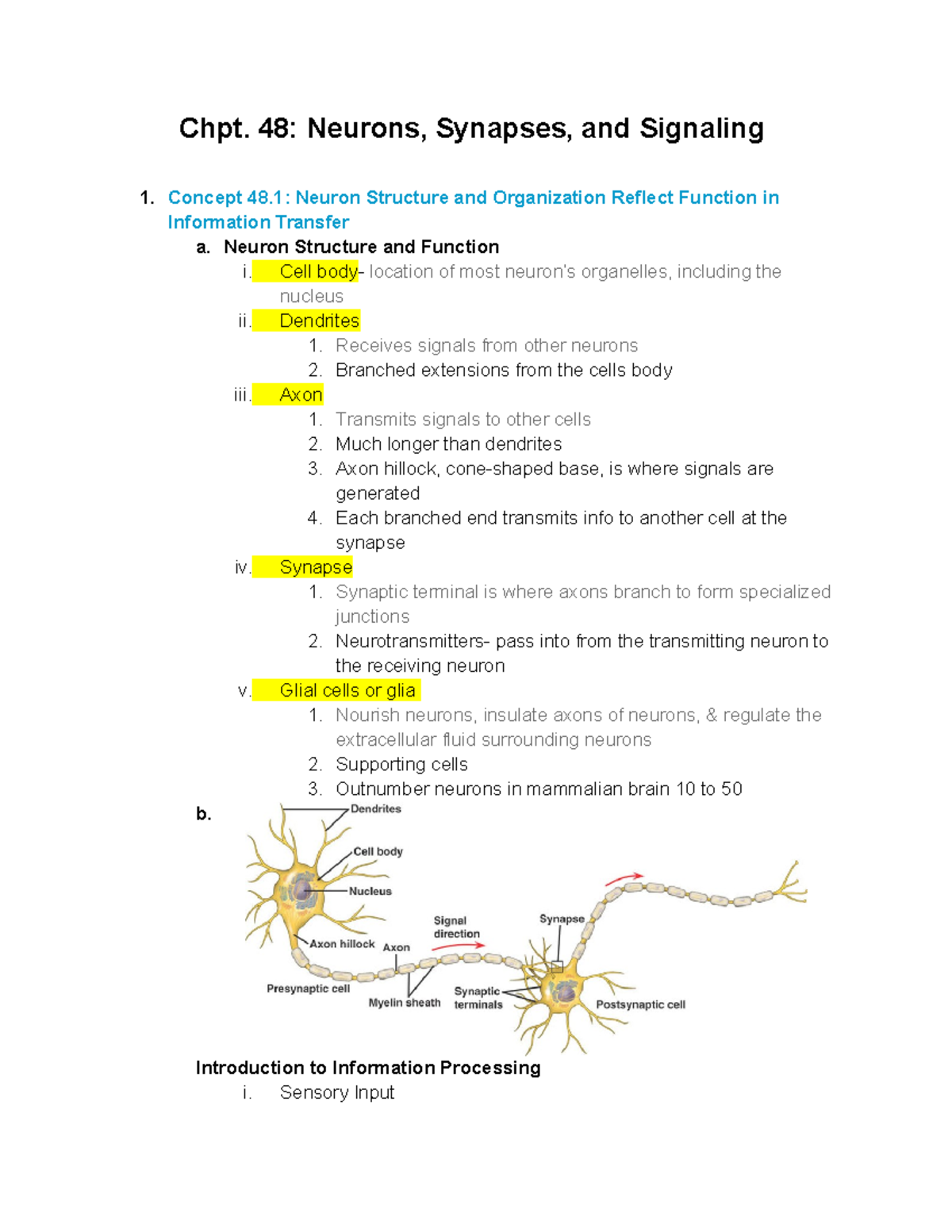 BIO 116 notes -5 - Chpt. 48: Neurons, Synapses, and Signaling 1 ...