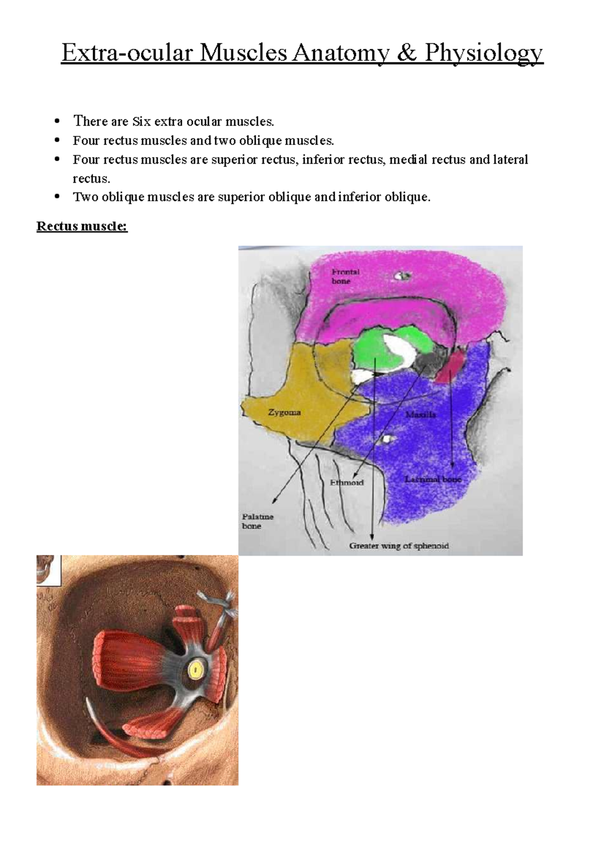 438169429 Extraocular muscle anatomy and physiology notes docx - Extra ...