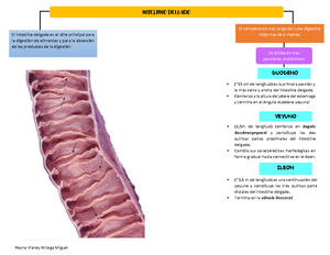Transcavidad de los epiplones - Esteo) Introducción El peritoneo es una ...