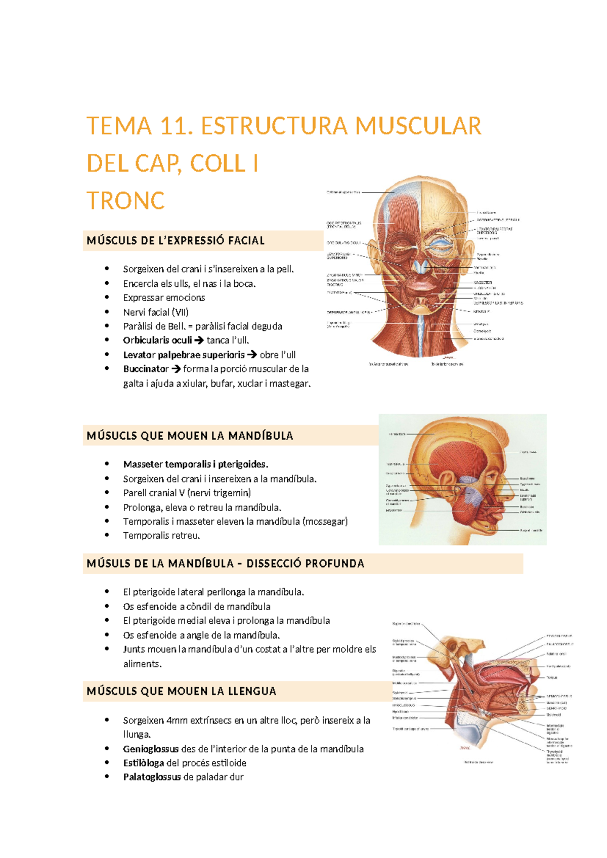 Tema 11. Estructura Muscular DEL CAP, COLL I Tronc - TEMA 11 ...