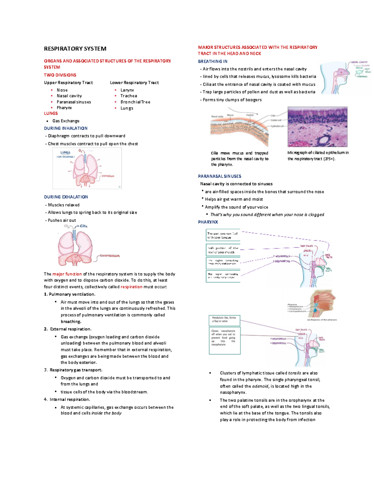 Respiratory System Transes - RESPIRATORY SYSTEM ORGANS AND ASSOCIATED ...