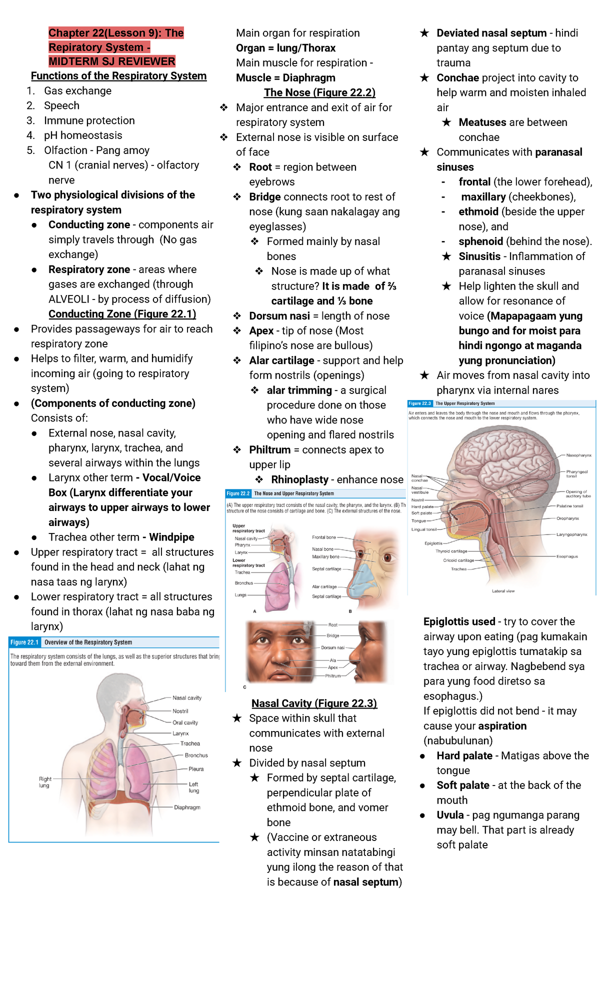 Anaphy- Lessons - Chapter 22(Lesson 9): The Repiratory System - MIDTERM ...