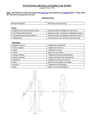 Anatomy vocab - Anatomy Vocab POSITIONS + VOCAB - Prone: face down on ...
