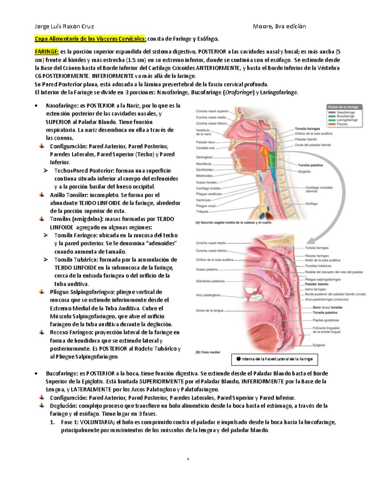 Faringe, Esofago y Estómago - Capa Alimentaria de las Vísceras ...
