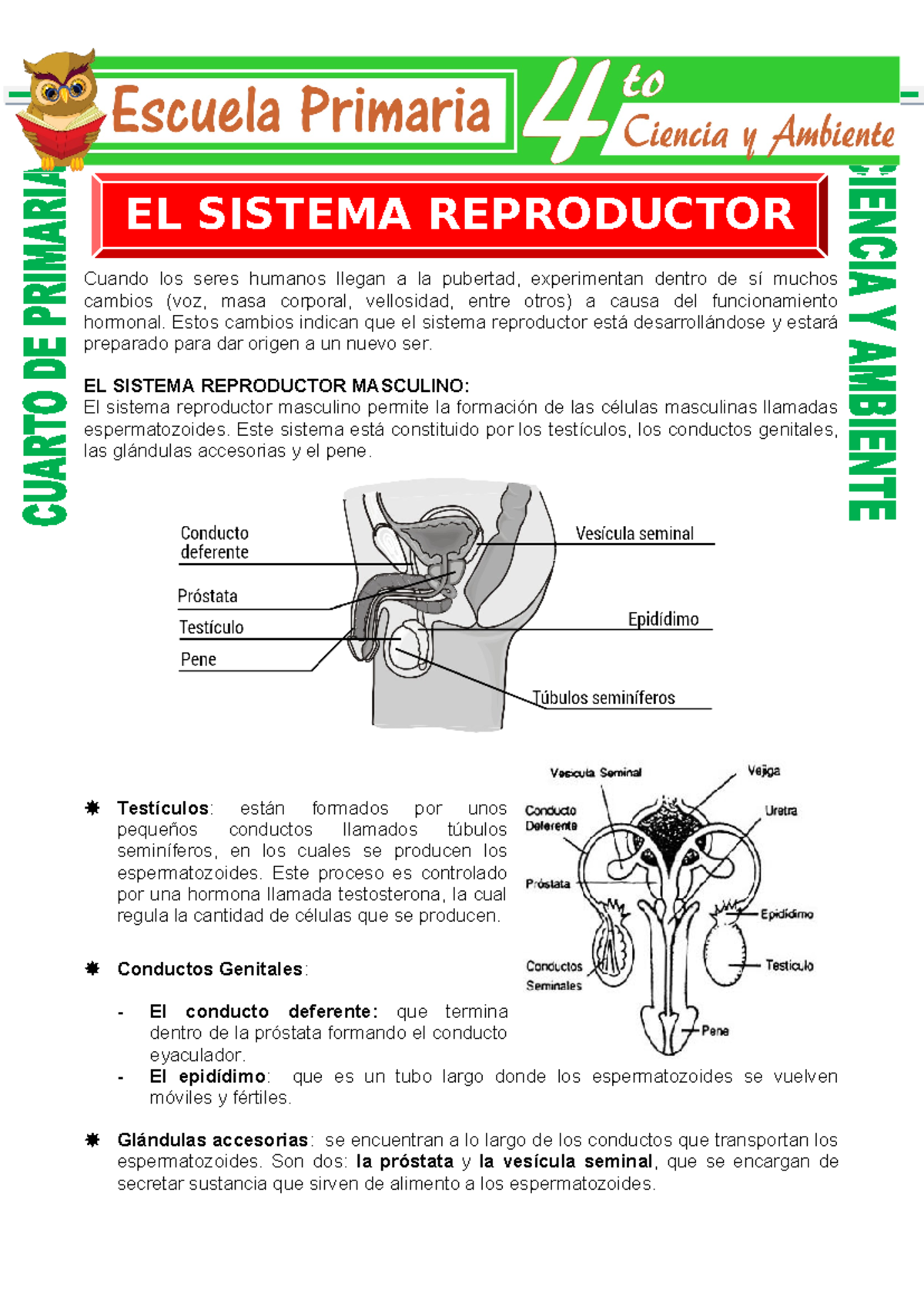 Sistema Reproductor Masculino y Femenimo para Cuarto de Primaria - de ...