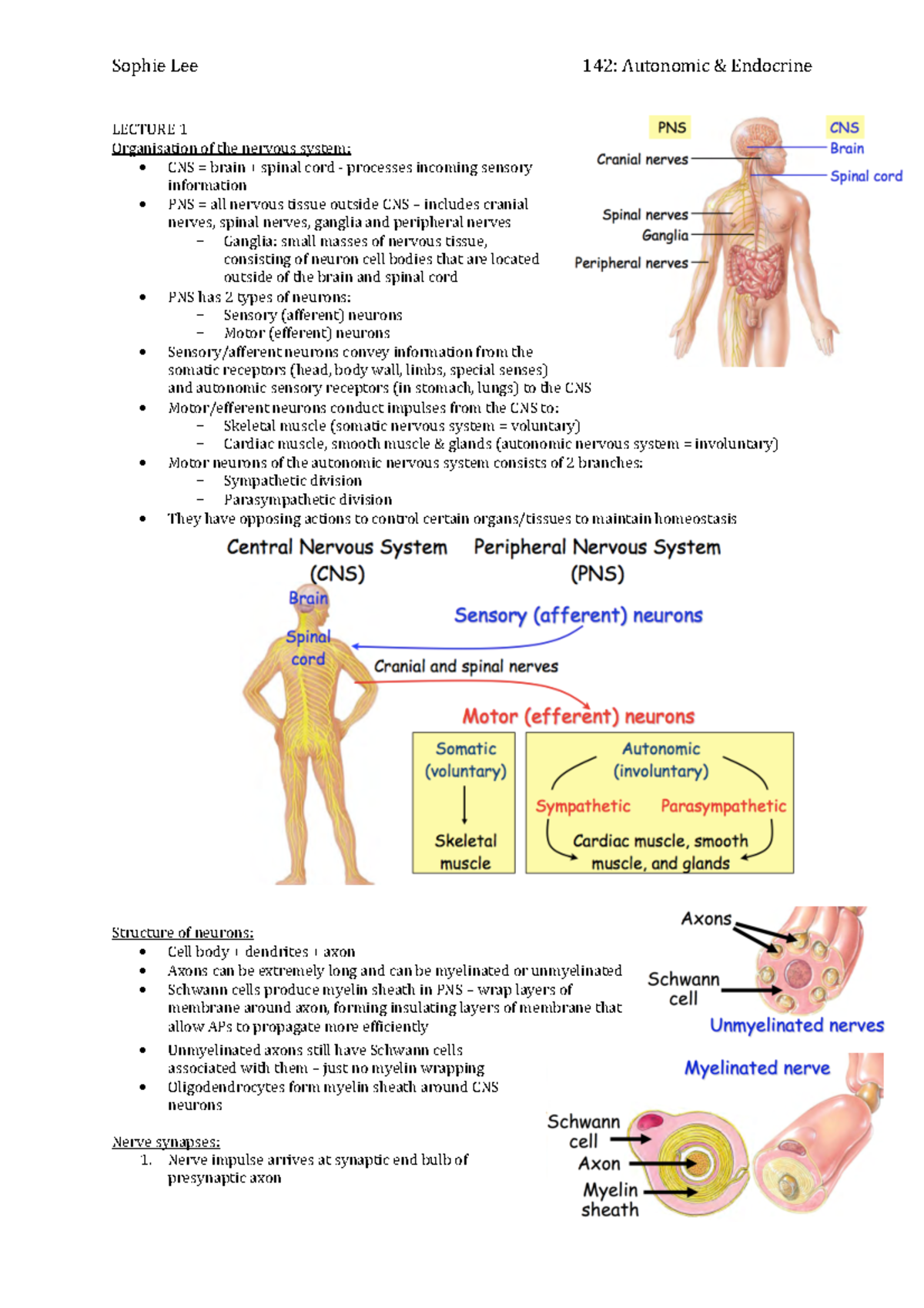 3. Autonomic & Endocrine - LECTURE 1 Organisation of the nervous system ...