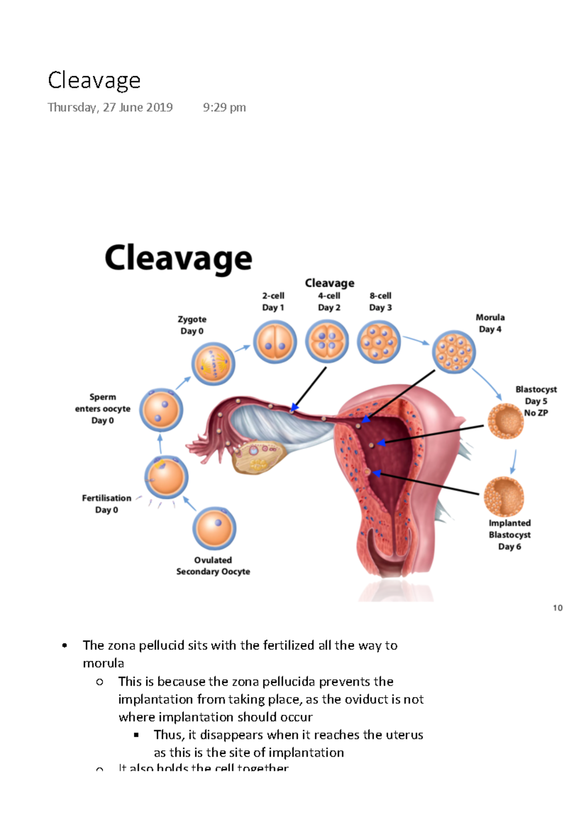 Cleavage - Lecture notes The Reproductive system - ANAT SC 1102 - The ...