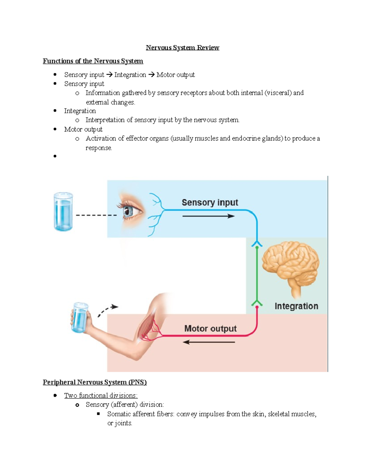 Nervous System Review - Rutgers - Newark Mammalian Physiology ...