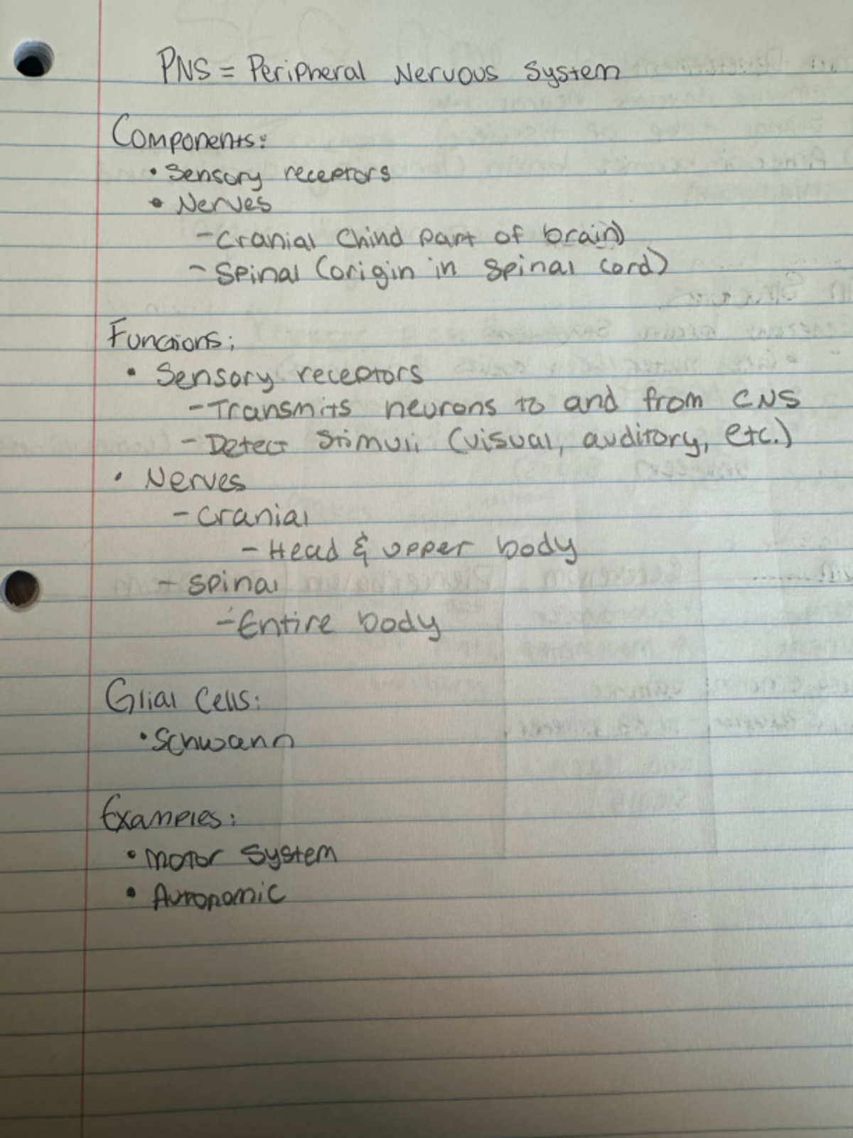 Peripheral Nervous system - 01:119:116 - Studocu