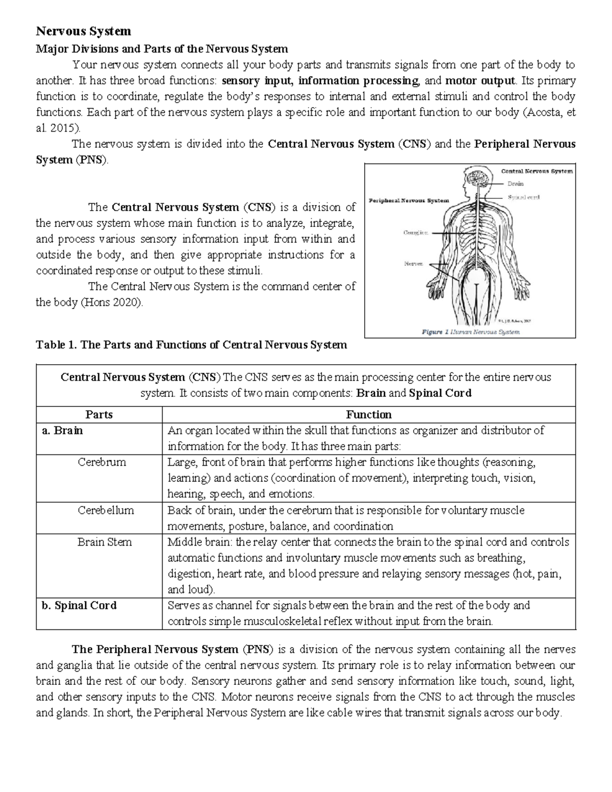 Nervous System Hand out - Nervous System Major Divisions and Parts of ...