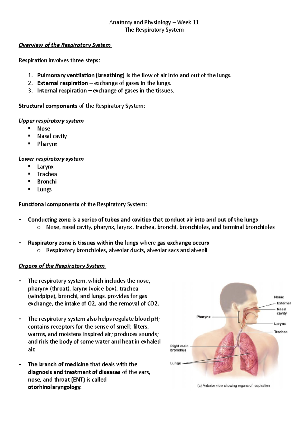 The Respiratory System -APH Week 11 - The Respiratory System Overview ...